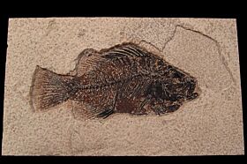 Fossil Fish for sale | Buried Treasure Fossils