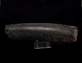 Gomphotherium teeth & tusk for sale | Buried Treasure Fossils