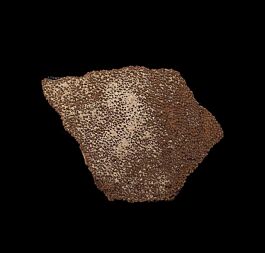 Dinosaur egg shell for sale | Buried Treasure Fossils