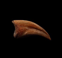 Hell Creek Oviraptor claw for sale |Buried Treasure Fossils