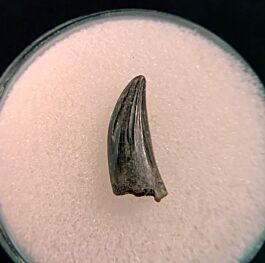 Nice Paronychodon tooth for sale | Buried Treasure Fossils