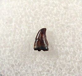 Cretaceous Avisaurus tooth for sale | Buried Treasure Fossils