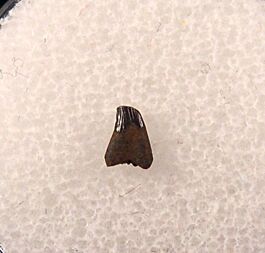 Cheap Avisaurus archibaldi tooth for sale | Buried Treasure Fossils