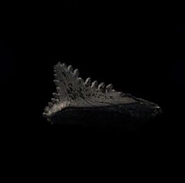 Rare Edestus minor tooth for sale | Buried Treasure Fossils