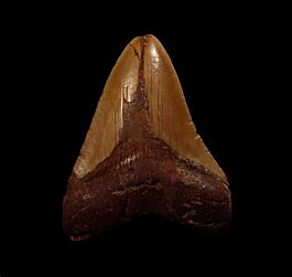 Nice Moroccan Meg tooth for sale | Buried Treasure Fossils