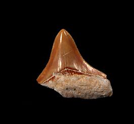 Real Moroccan Megalodon tooth for sale | Buried Treasure Fossils