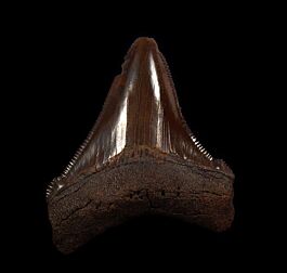 Real Meherrin River Angustidens tooth for sale | Buried Treasure Fossils