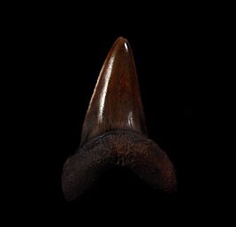 Rare Meherrin River Isurus retroflexus tooth for sale | Buried Treasure ...