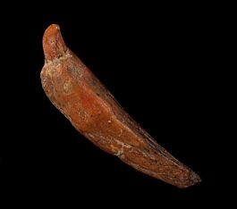 Bakersfield Prosqualodon tooth for sale | Buried Treasure Fossils