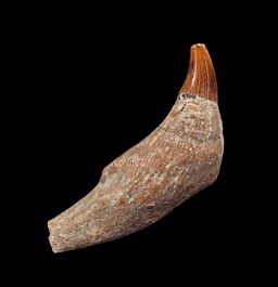 Prosqualodon errabundus tooth for sale | Buried Treasure Fossils