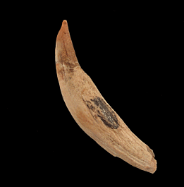 Aulophyseter morricei