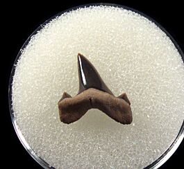 Cretaceous Cretolamna appendiculata tooth for sale | Buried Treasure ...