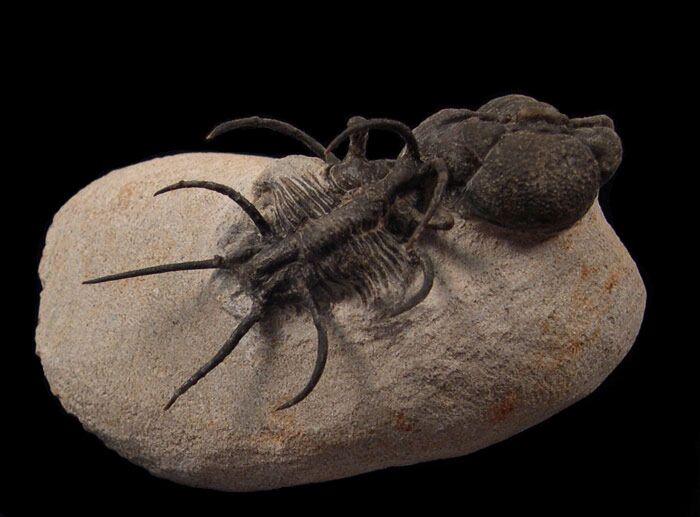 4 Incredible Ways To Use Rare And Valuable Fossils